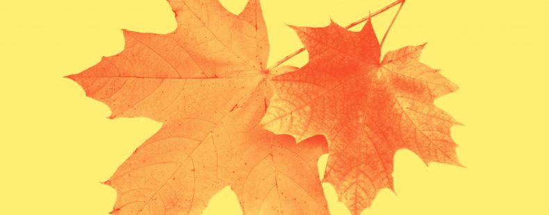 13 Seasonal Words To Describe Fall Thesaurus